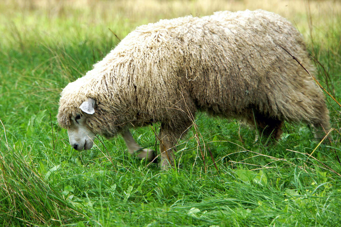 6 Times That Sheep Made History, Part 2 – Rambling London Tours