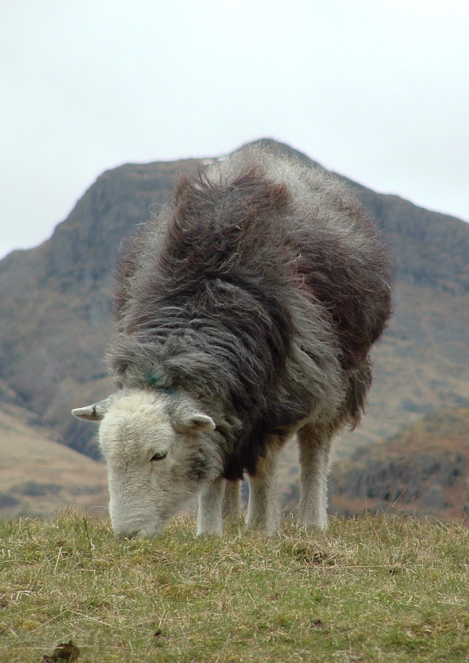 6 Times That Sheep Made History, Part 2 – Rambling London Tours